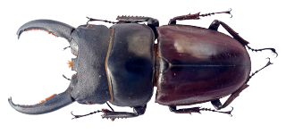 タウルスヒラタクワガタ Dorcustaurus gypaetus